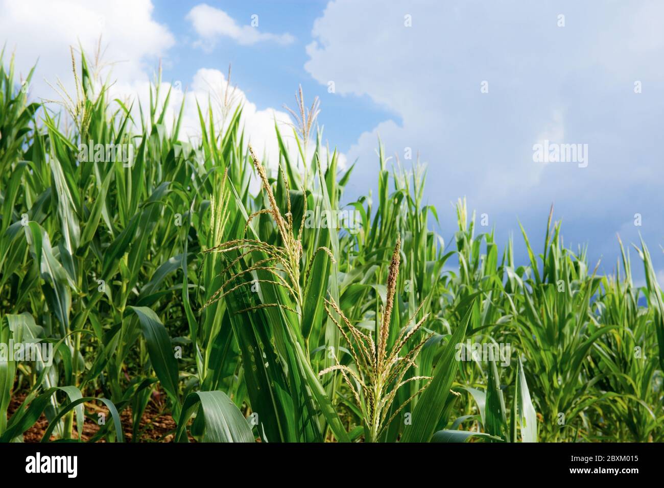 Corn tree in field with the sky at sunlight Stock Photo - Alamy