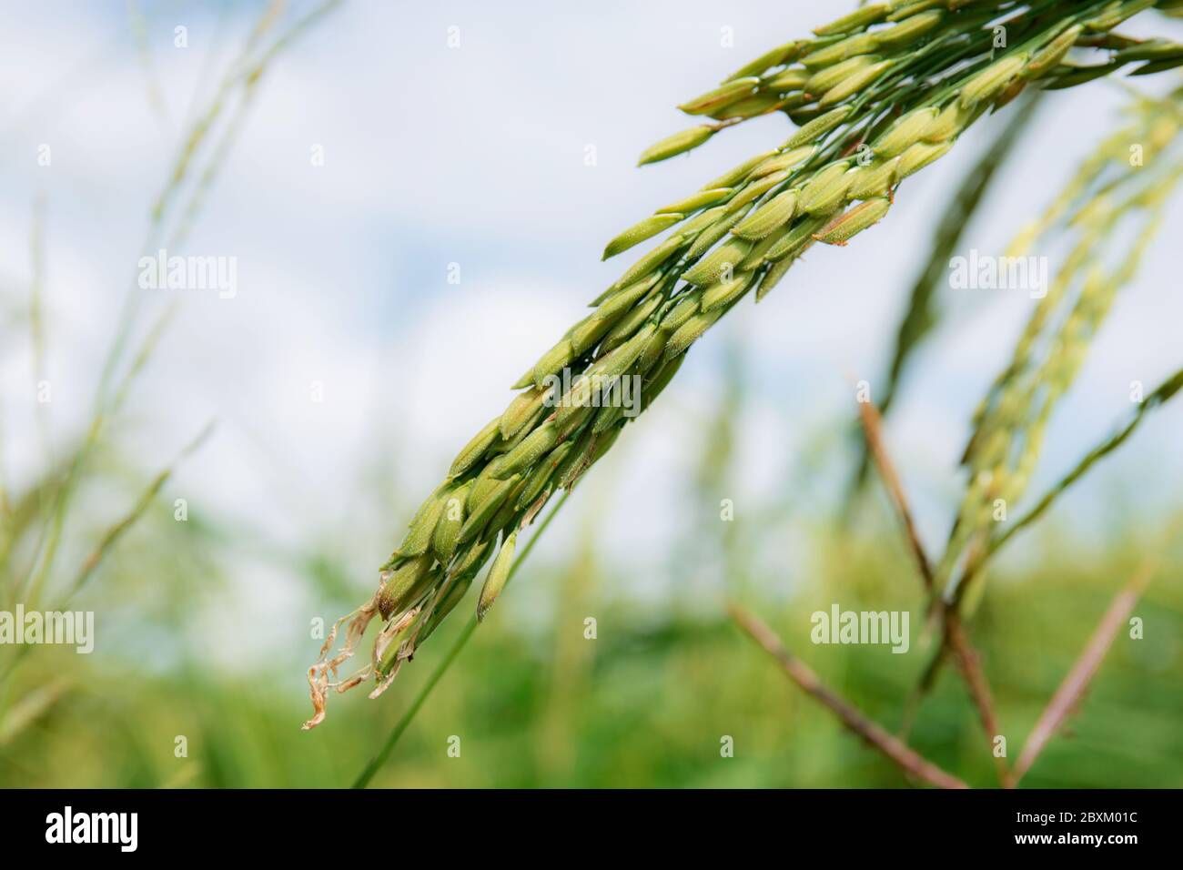 Rice seeding blue hi-res stock photography and images - Alamy