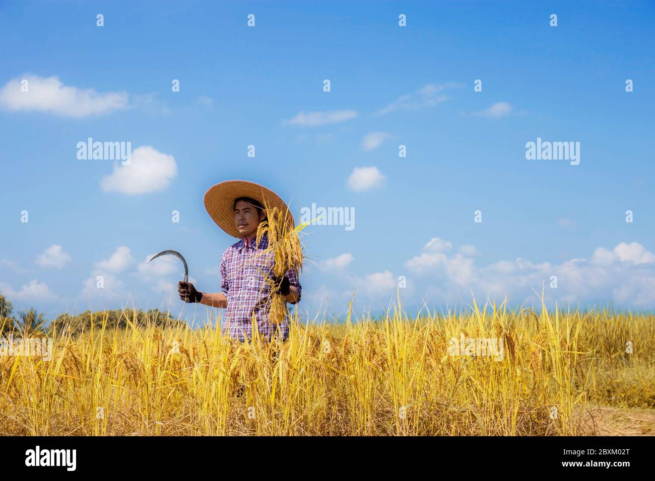 Hand holding a sickle hi-res stock photography and images - Alamy