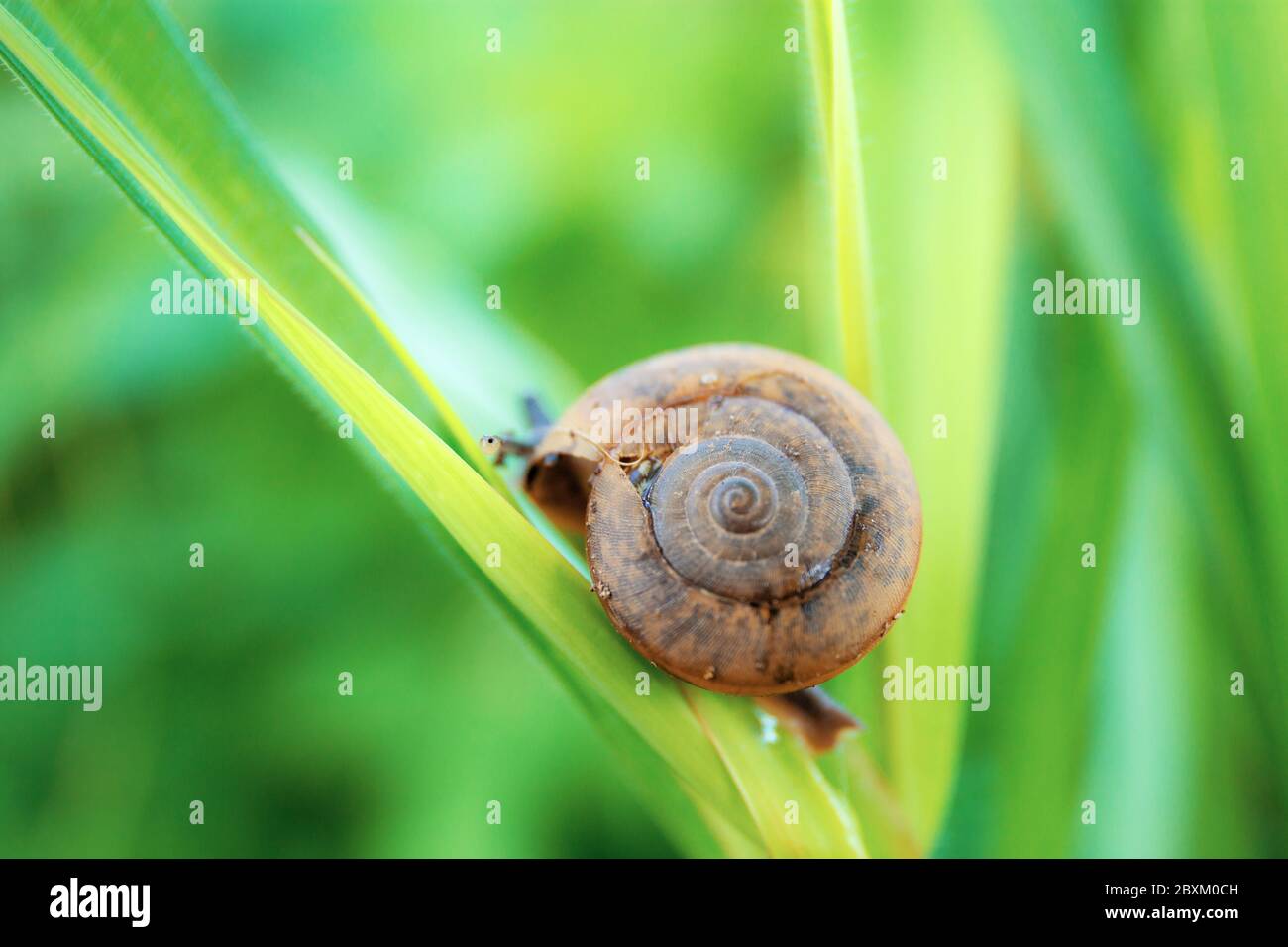 Snails on grass in fields during the rainy season Stock Photo - Alamy