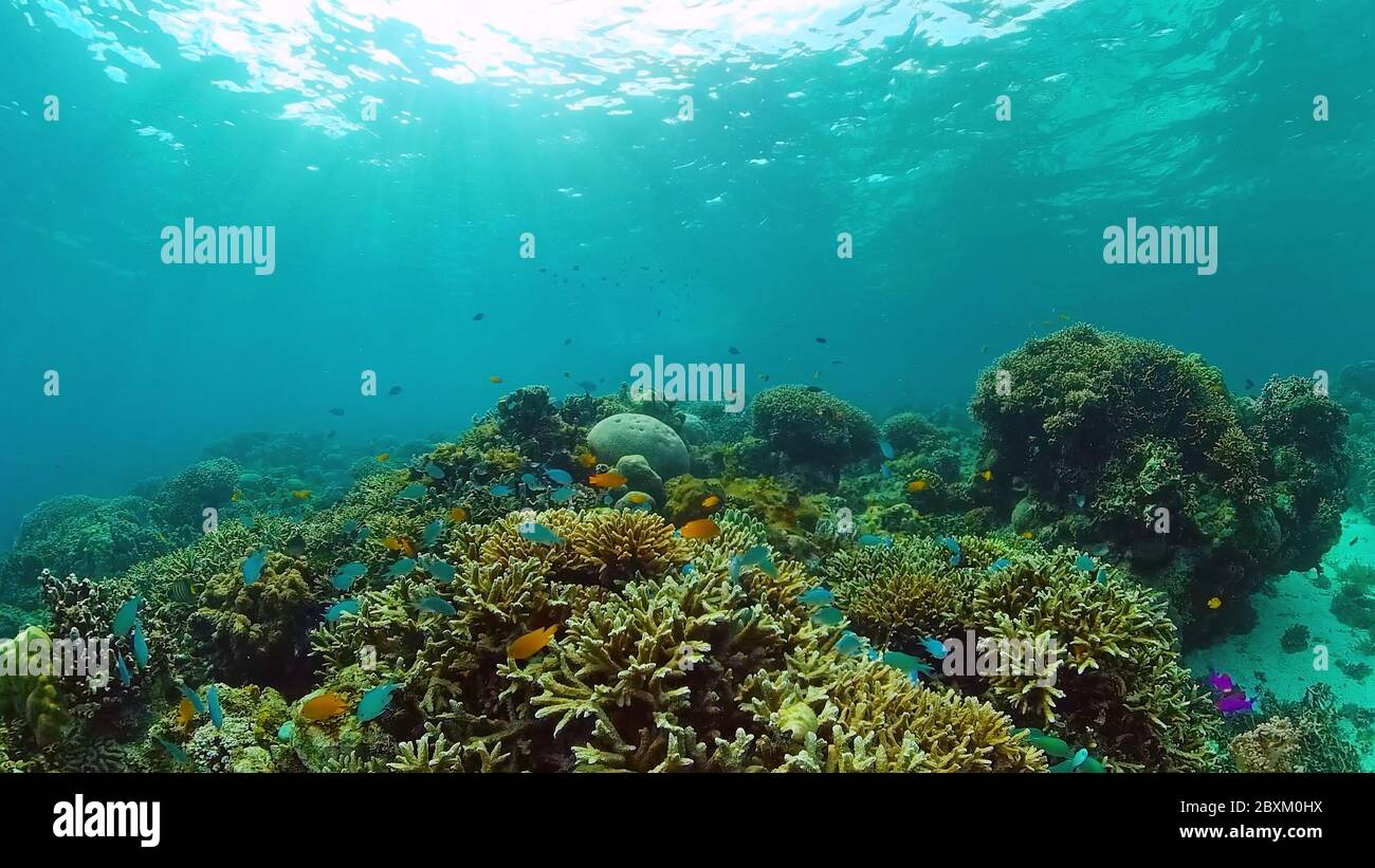 Beautiful underwater landscape with tropical fishes and corals. Life ...