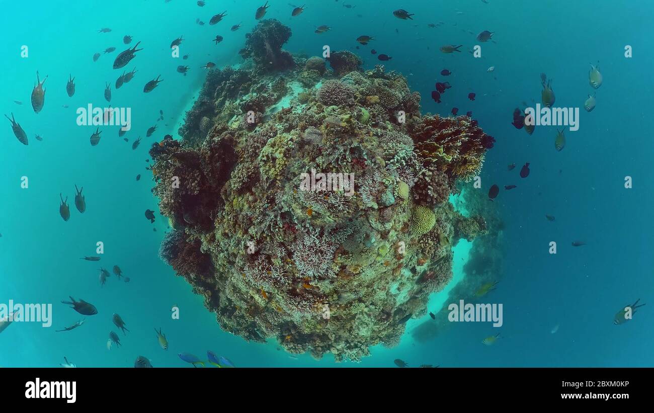Sealife, Diving near a coral reef. Beautiful colorful tropical fish on ...