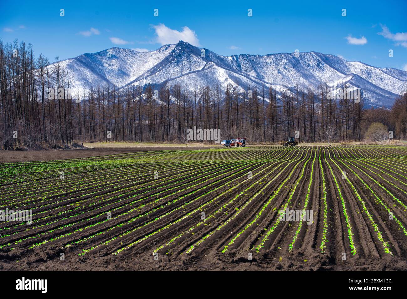 Spring in Tokachi, Hokkaido, Japan Stock Photo - Alamy