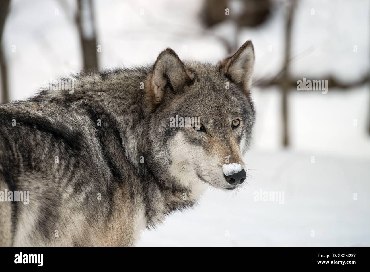 Wolf nose close up hi-res stock photography and images - Alamy