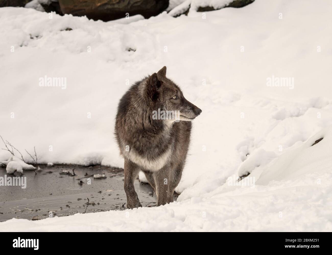 White black timber wolves in hi-res stock photography and images - Alamy