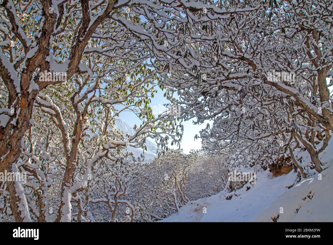 Birch trees in winter hi-res stock photography and images - Alamy