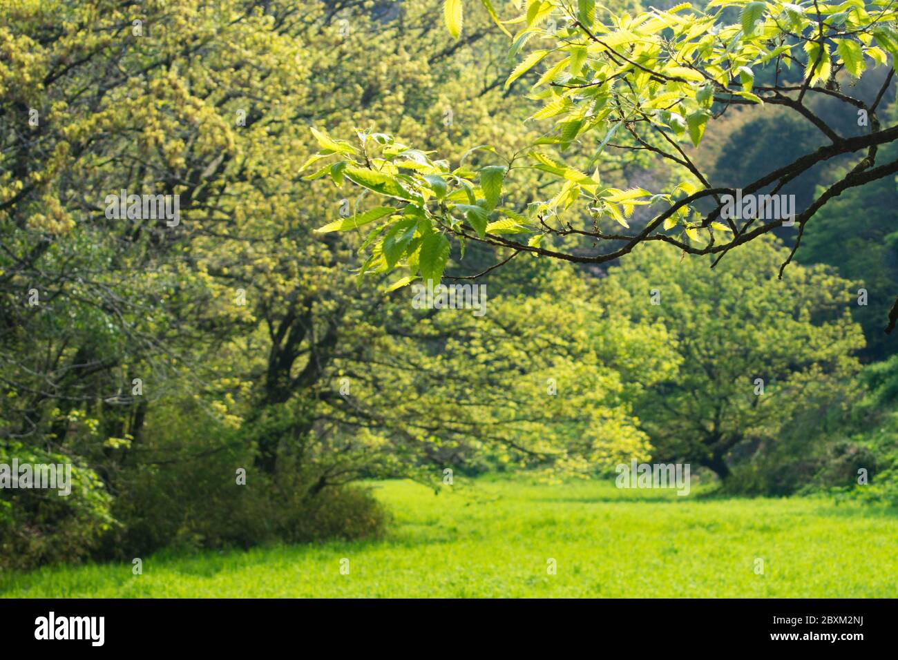 Mt. Tatsuda, Kumamoto Prefecture, Japan in spring Stock Photo - Alamy