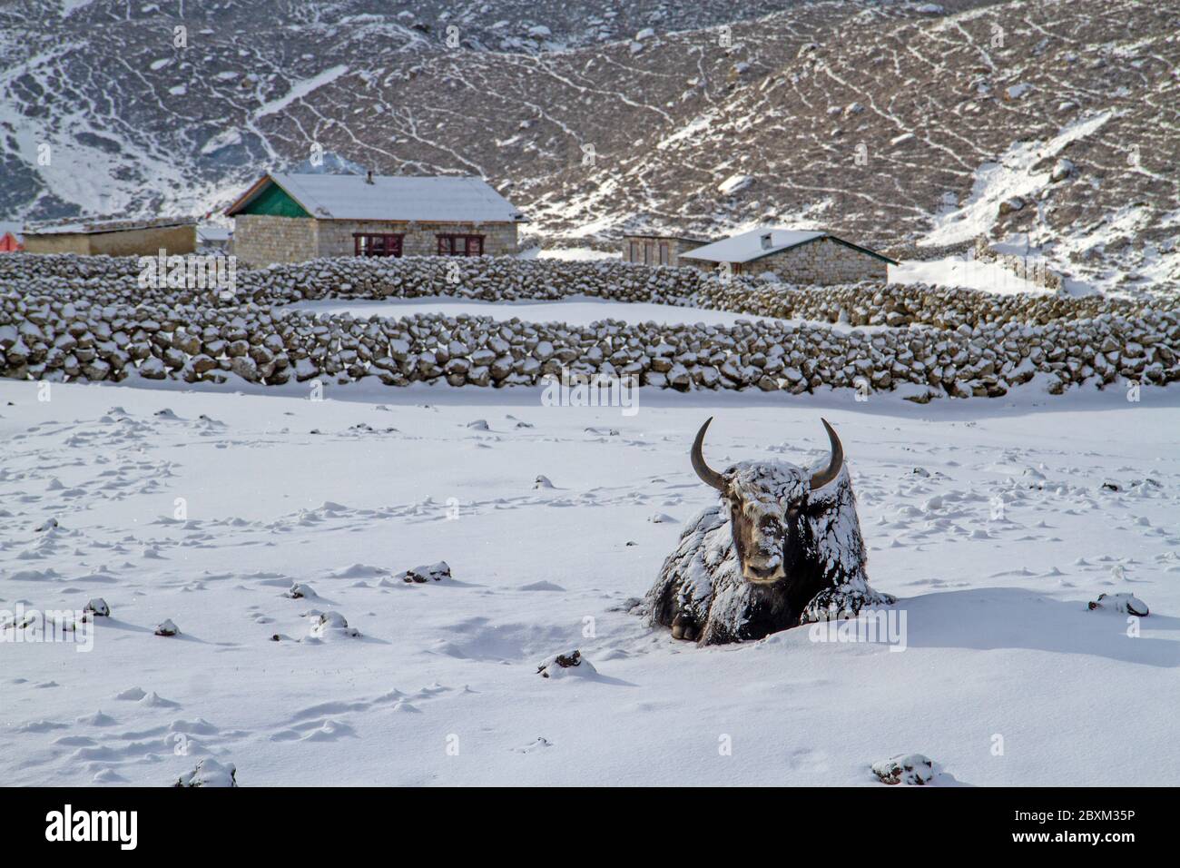 Yak snow hi-res stock photography and images - Alamy