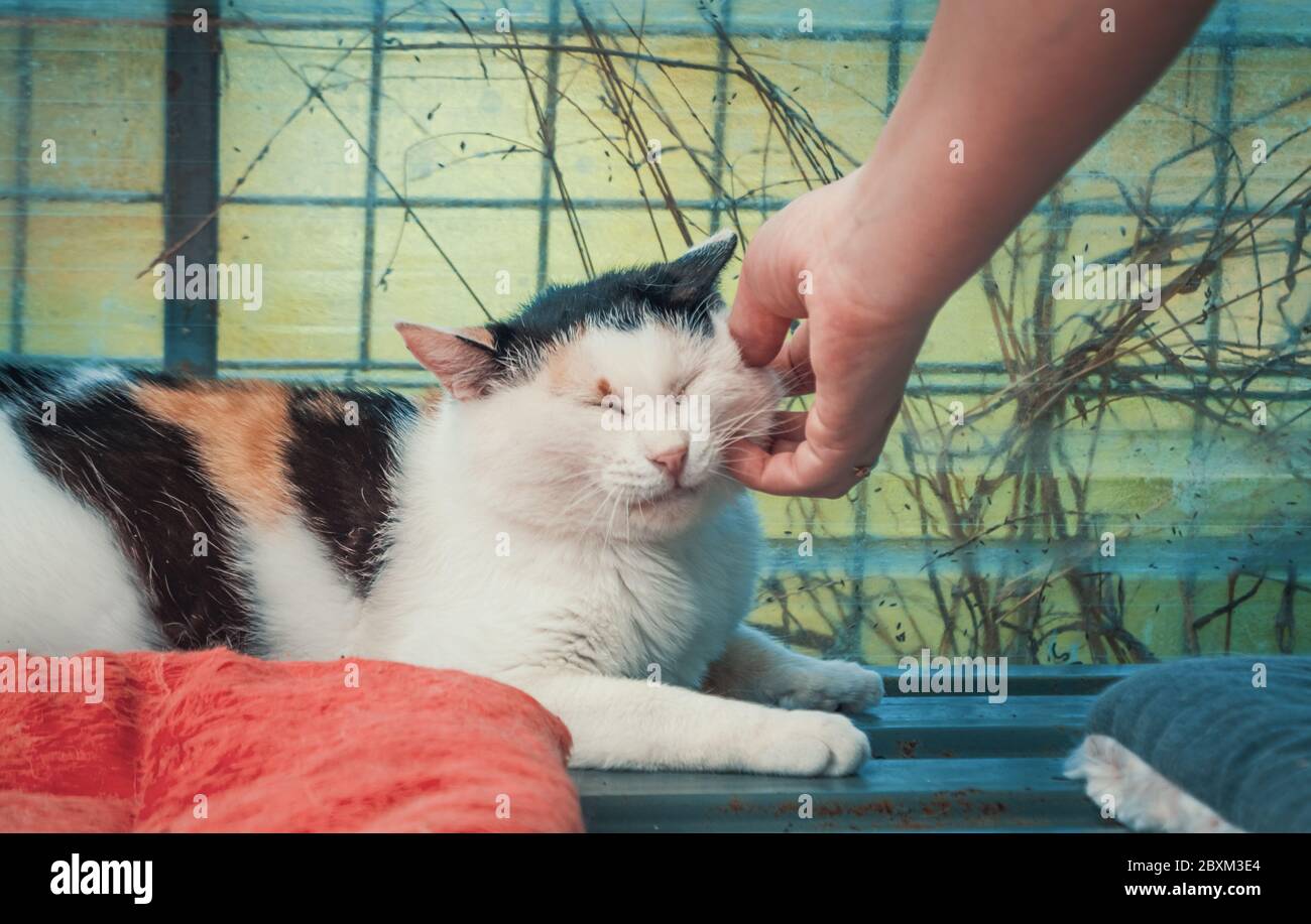 Close-up of volunteer's hand petting caged stray cat in pet shelter ...