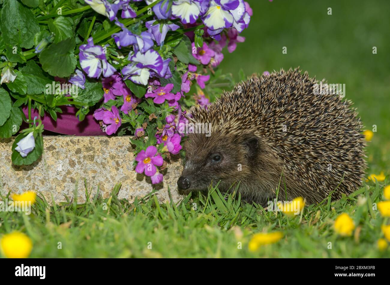 Hedgehog Toddler Bedding