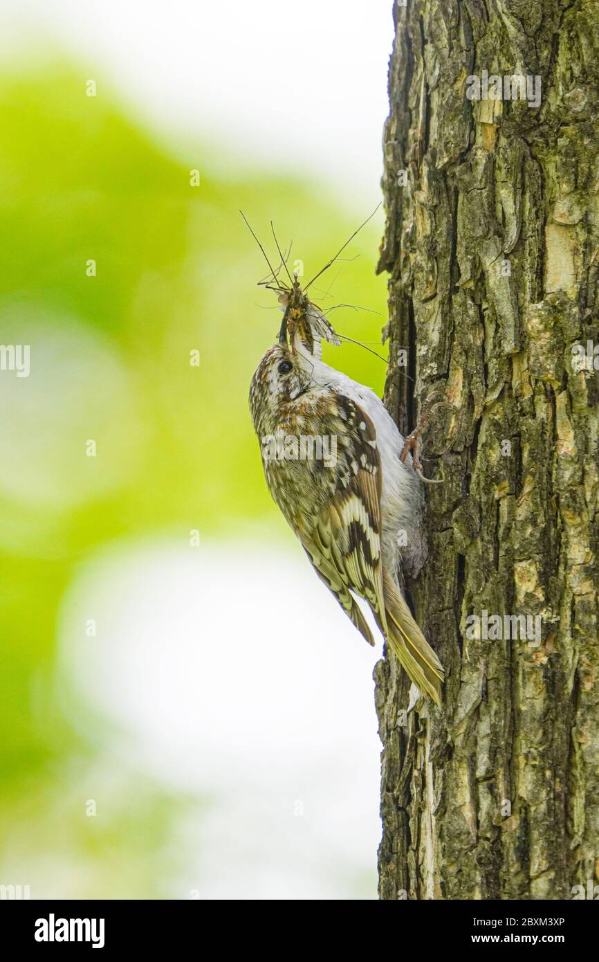 Japanese Green Woodpecker High Resolution Stock Photography and Images ...