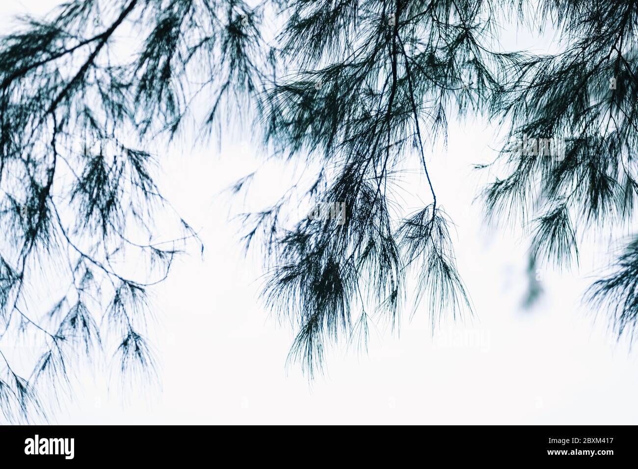 Closeup image of pine tree Stock Photo - Alamy