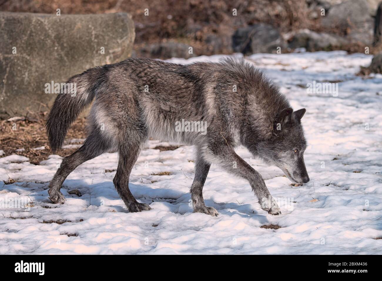 Gray wolf sniffing ground hi-res stock photography and images - Alamy