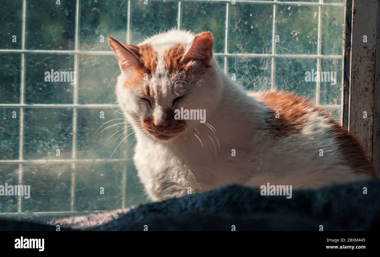 Cats In The Pound