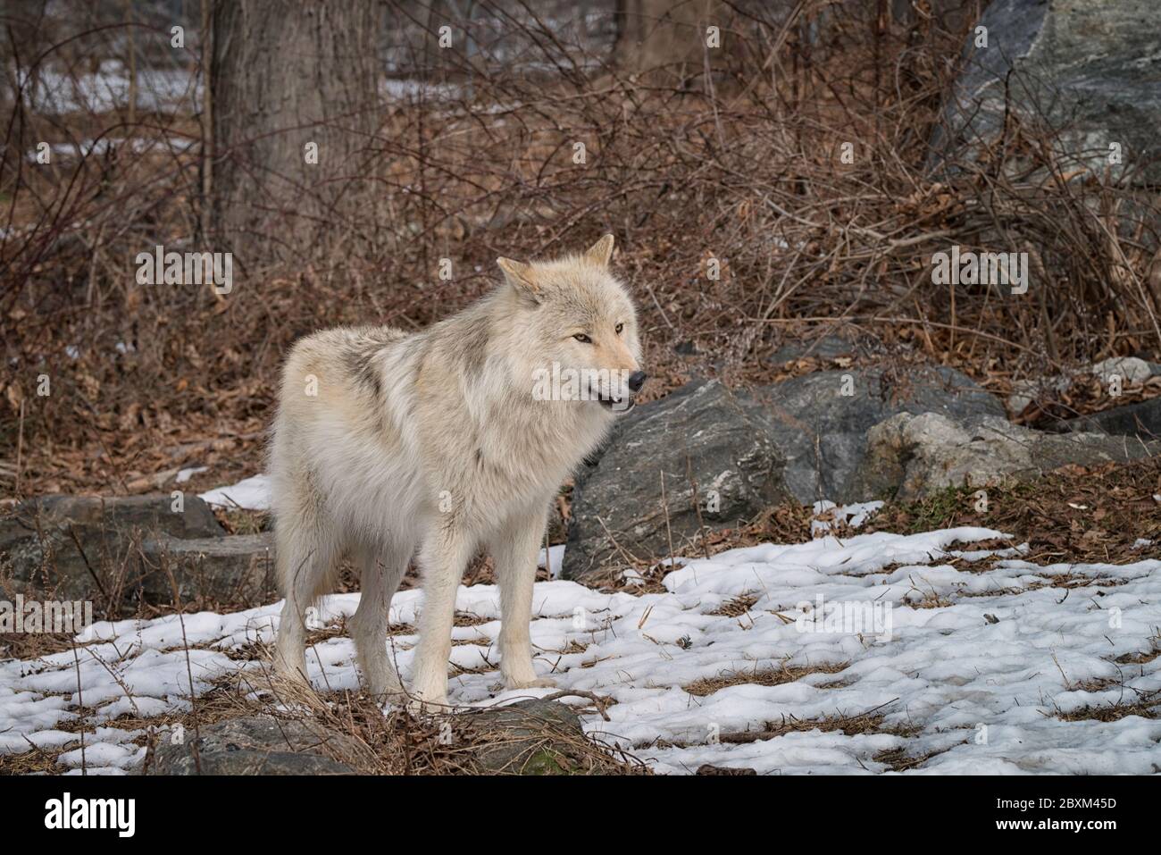 White timber wolf hi-res stock photography and images - Alamy