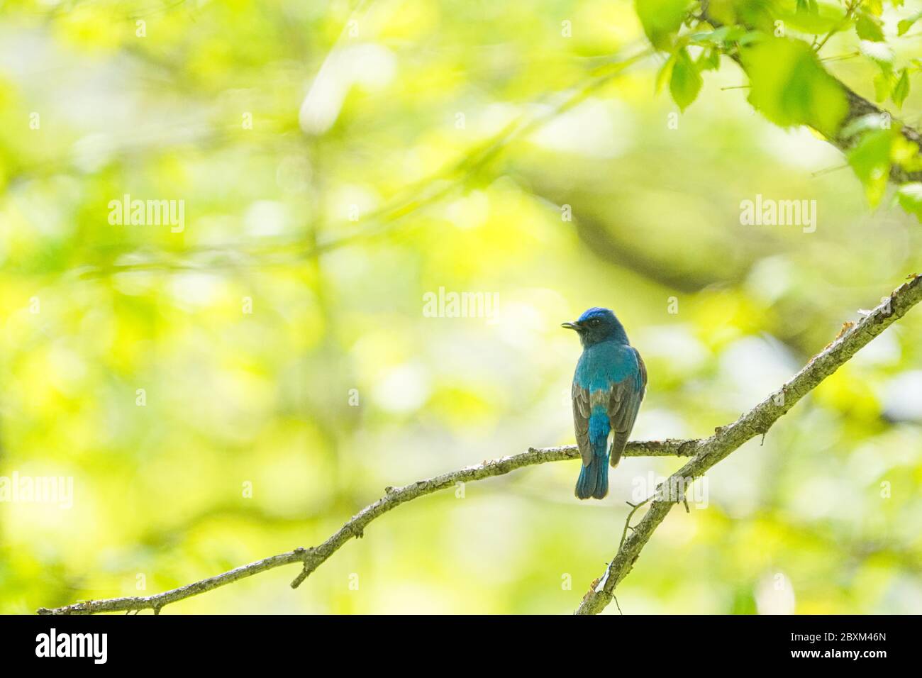 White flycatcher hi-res stock photography and images - Alamy