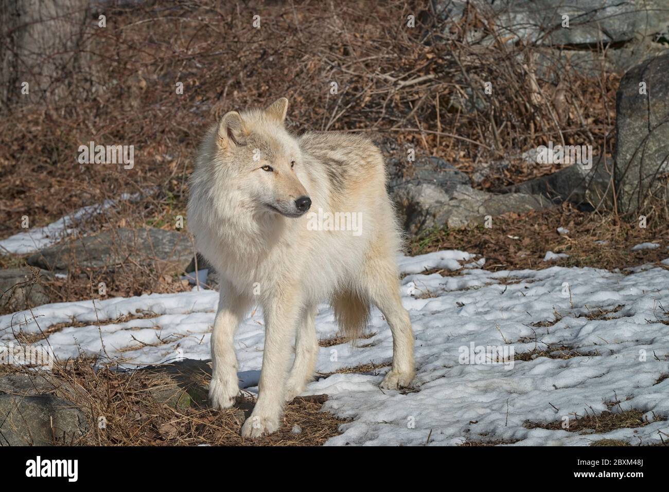 All White Timberwolf Dog