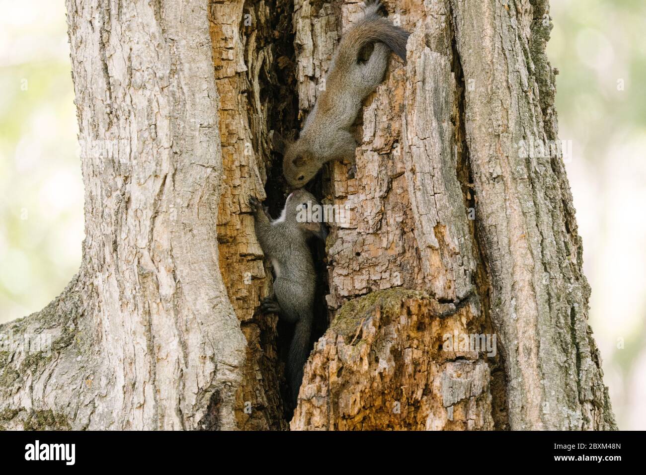 Squirrel nest hi-res stock photography and images - Alamy