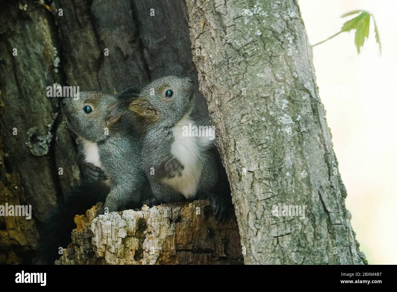 Baby squirrel hi-res stock photography and images - Alamy