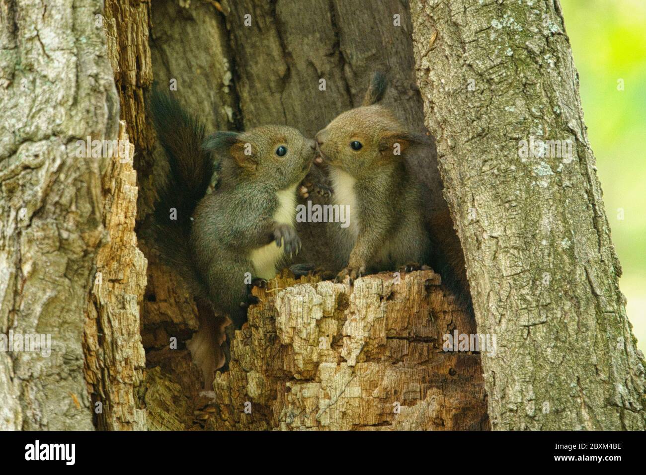 Baby squirrel with family hi-res stock photography and images - Alamy