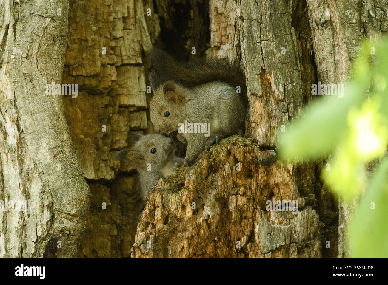 Squirrel nest hi-res stock photography and images - Alamy