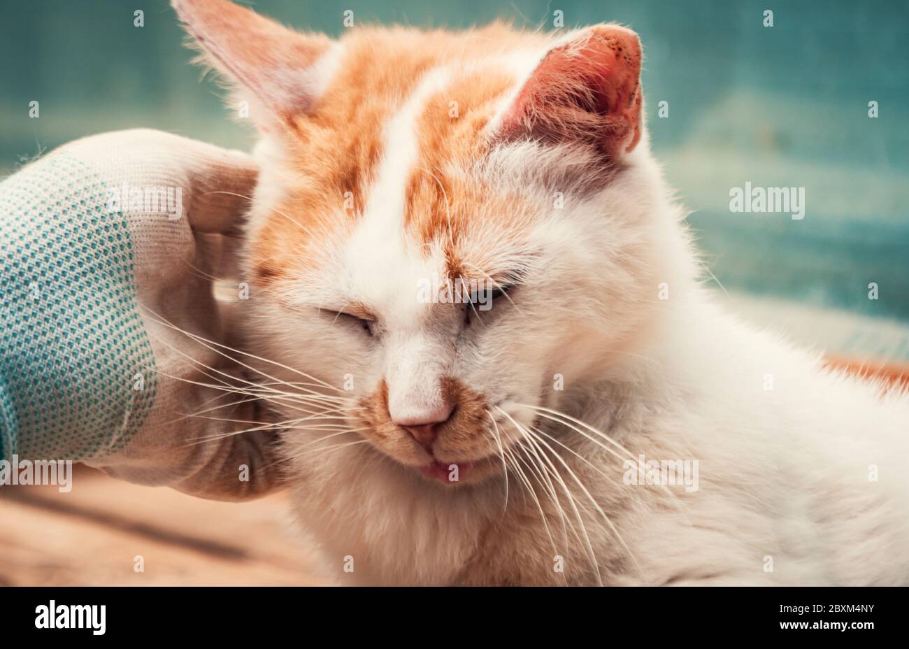 Family helping at animal shelter hi-res stock photography and images ...