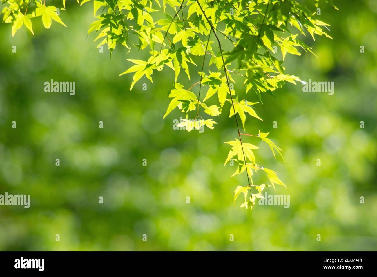 Fresh Green Leaves Stock Photo - Alamy