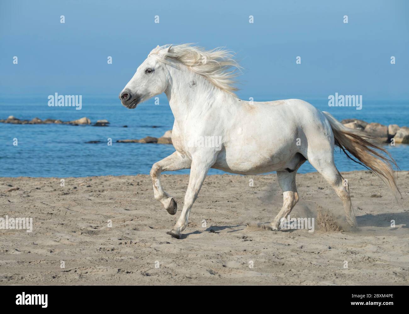White flowing mane hi-res stock photography and images - Alamy