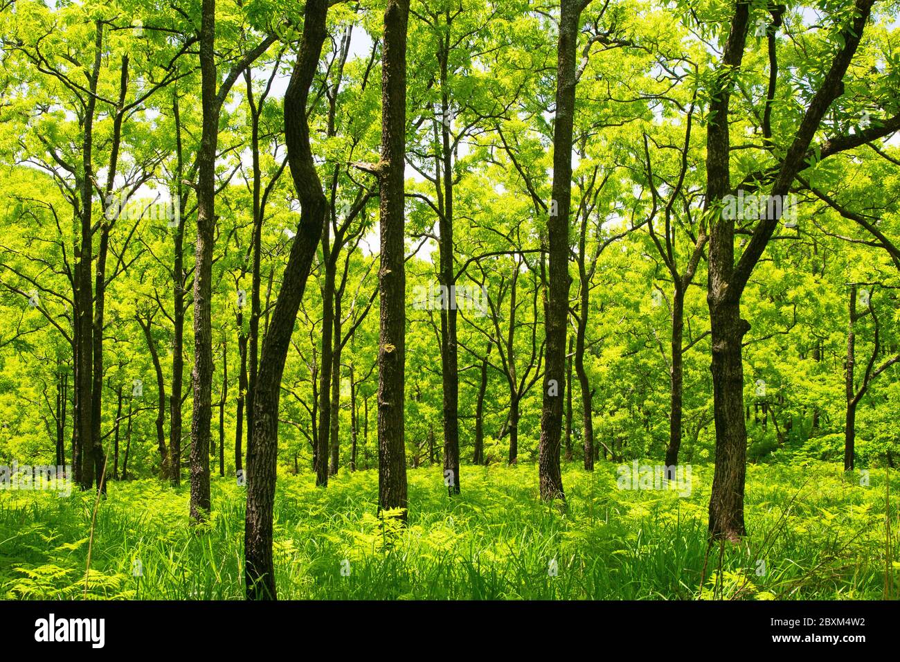 Japanese oak tree leaves quercus hi-res stock photography and images ...