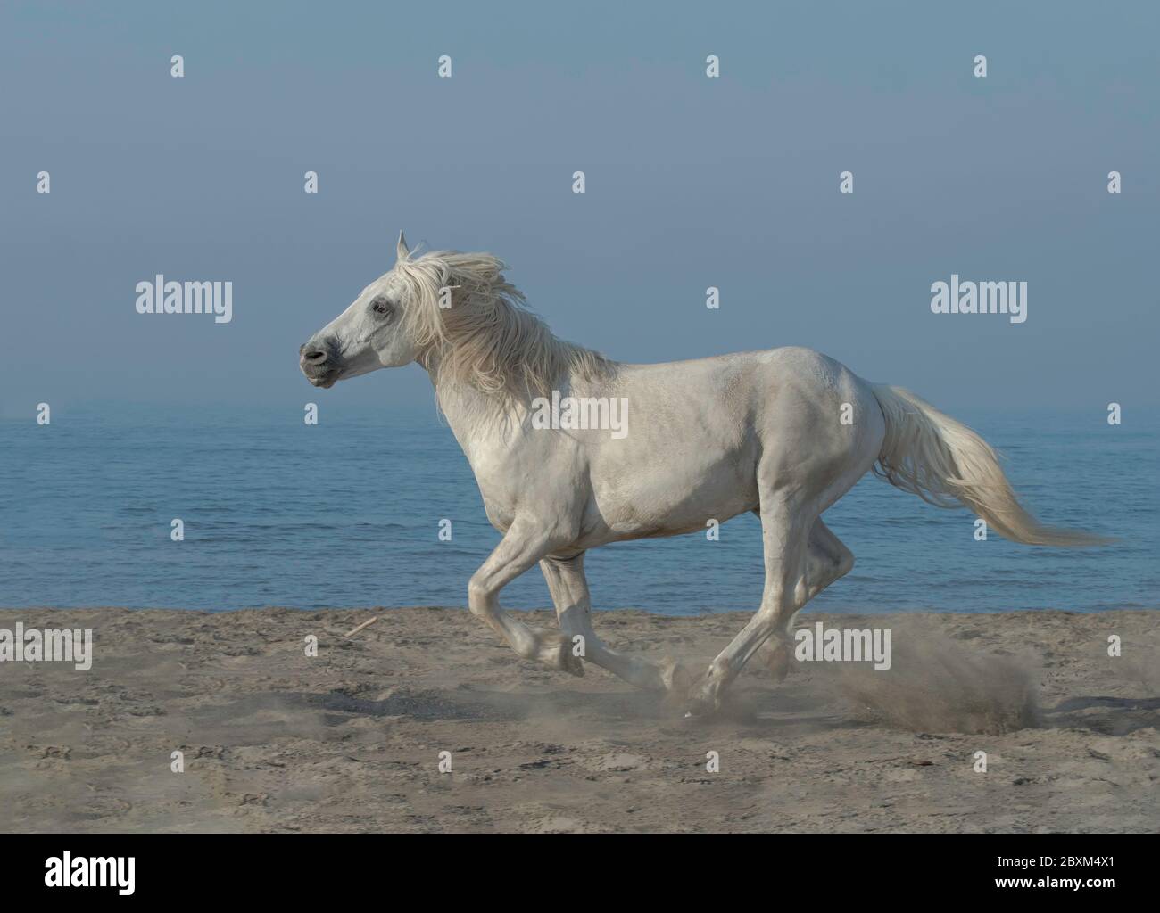 Magnificent stallion hi-res stock photography and images - Alamy
