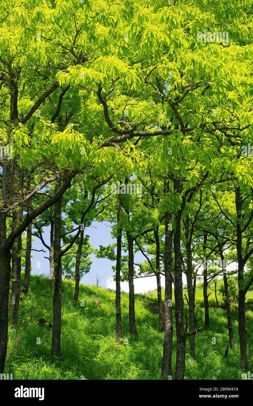 Japanese oak tree leaves quercus hi-res stock photography and images ...