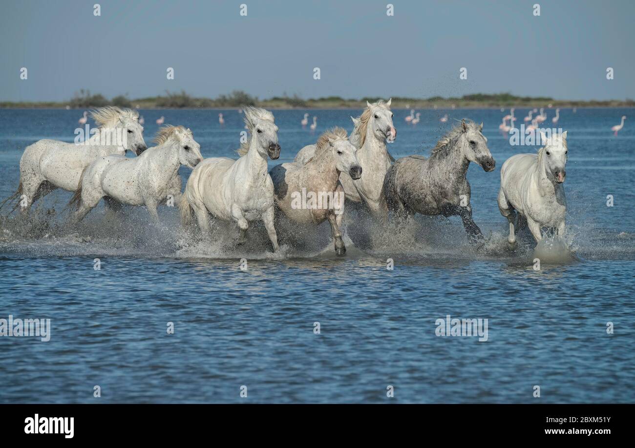 Horse running through water hi-res stock photography and images - Alamy