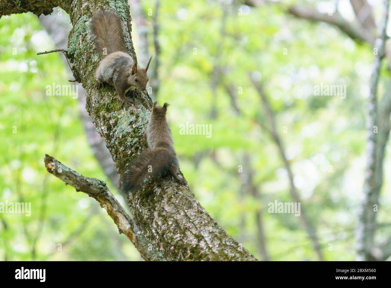 Mother Squirrel and Baby Squirrel Stock Photo - Alamy