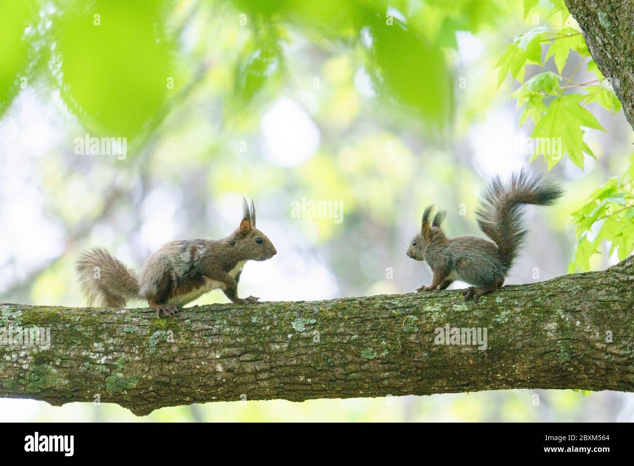 Mother Squirrel and Baby Squirrel Stock Photo - Alamy