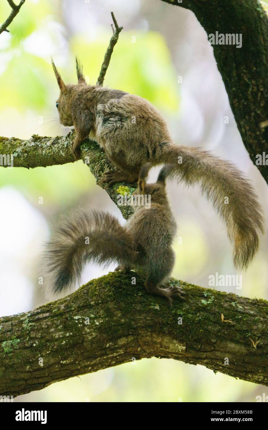 Mother Squirrel and Baby Squirrel Stock Photo - Alamy