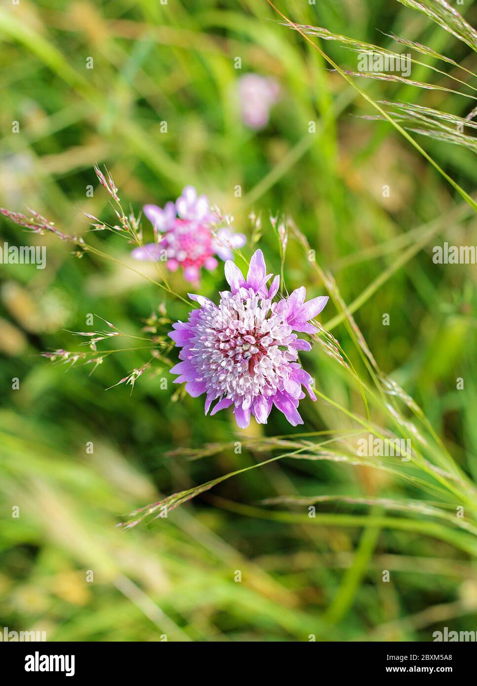 (Allium angulosum) Blooming mouse garlic, hemispherical umbels of small ...