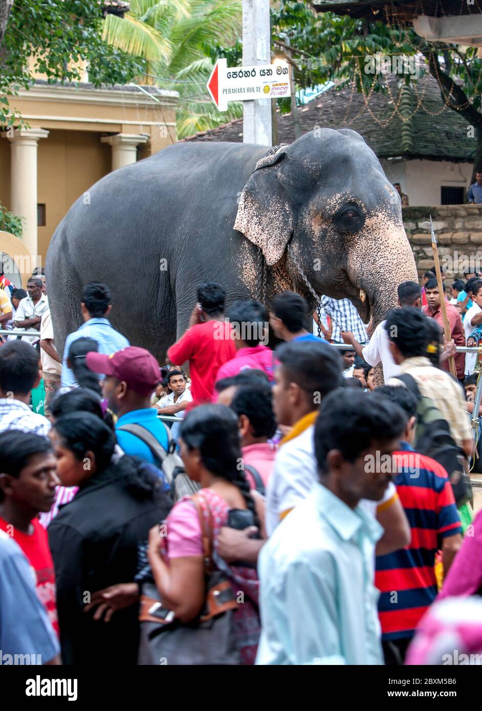 Buddhist festival elephant hi-res stock photography and images - Alamy