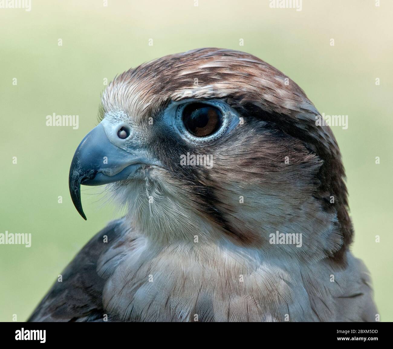 Kestrel eyes close up hi-res stock photography and images - Alamy