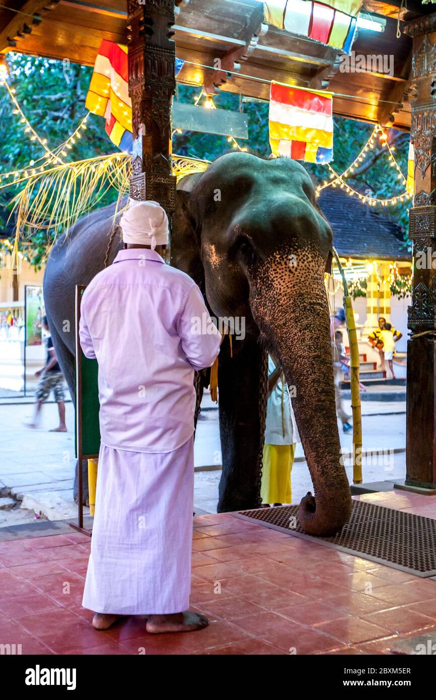 A ceremonial elephant waits to be blessed at the entrance to a temple ...