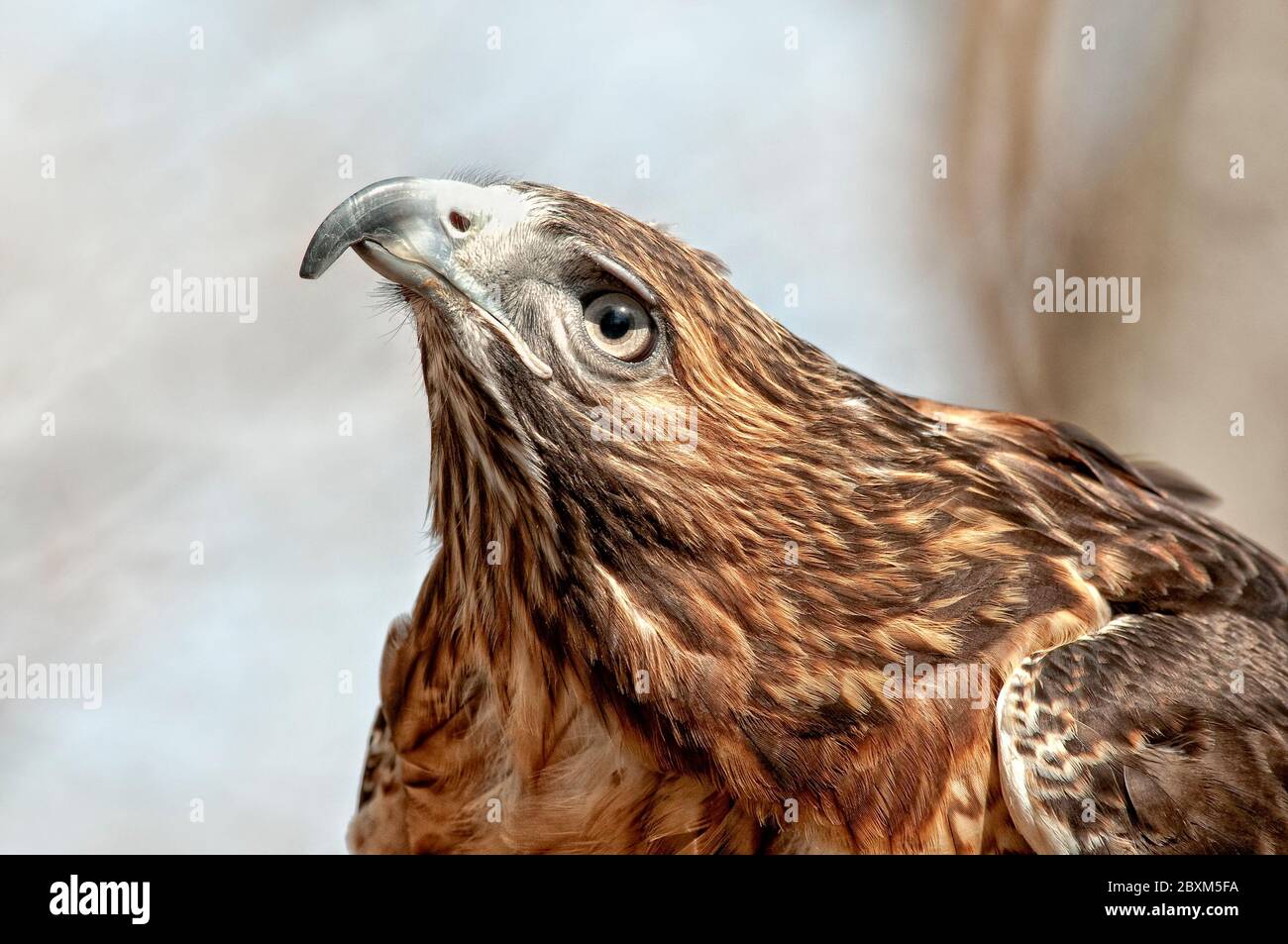 Red Tailed Hawk Portrait Stock Photo - Alamy