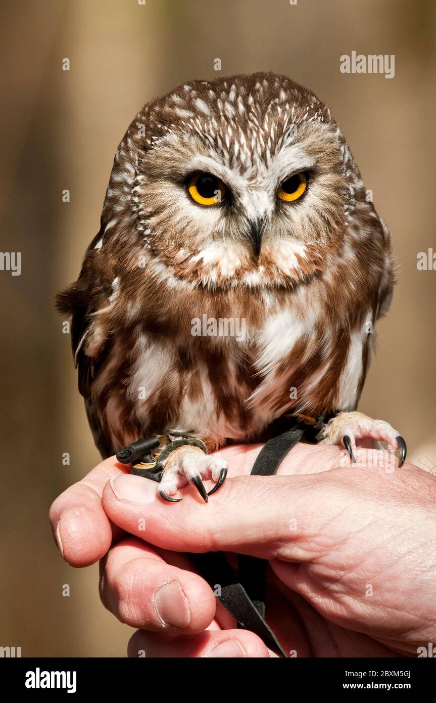 Tiny hawk hi-res stock photography and images - Alamy