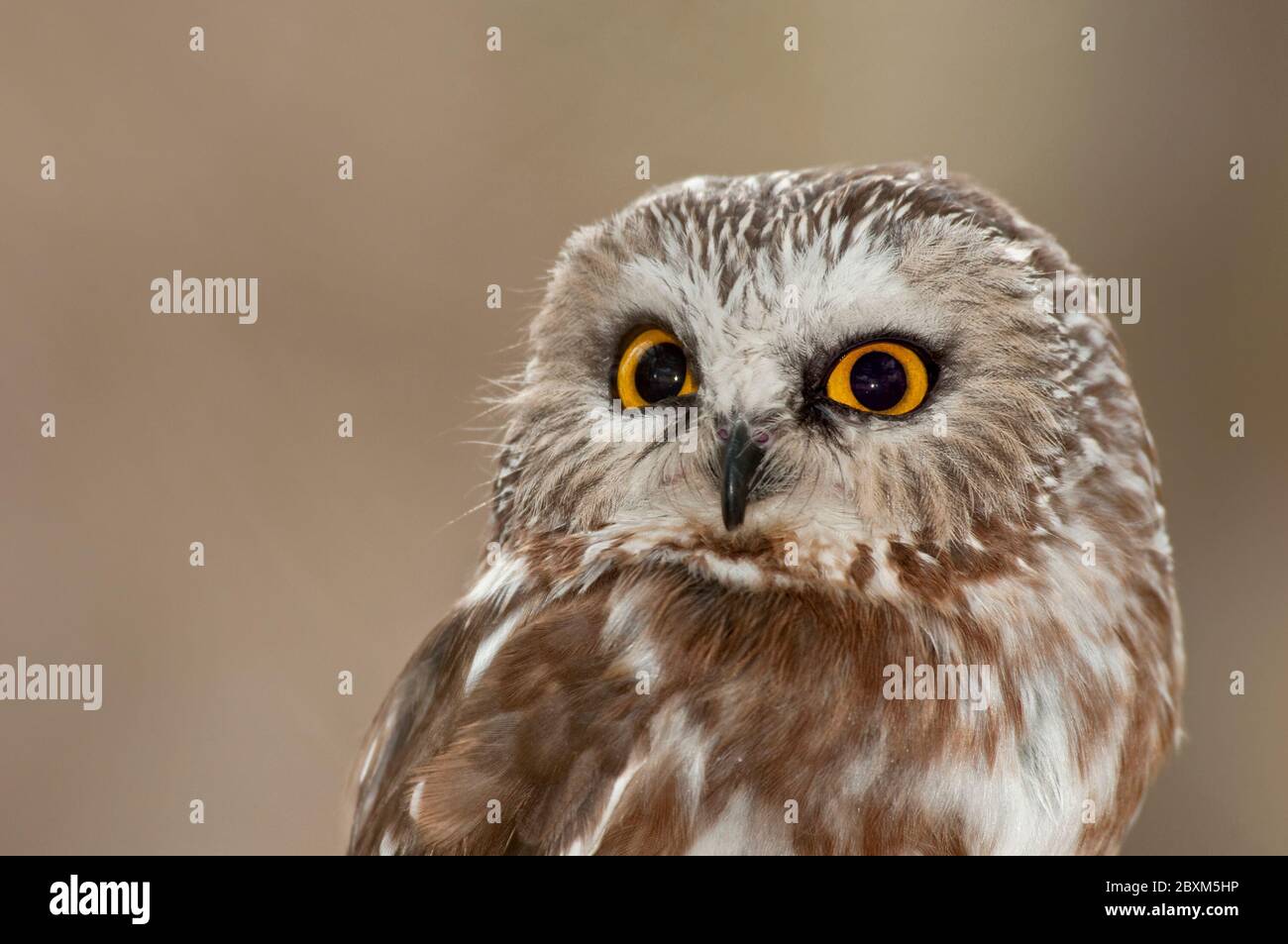 White whet hi-res stock photography and images - Alamy