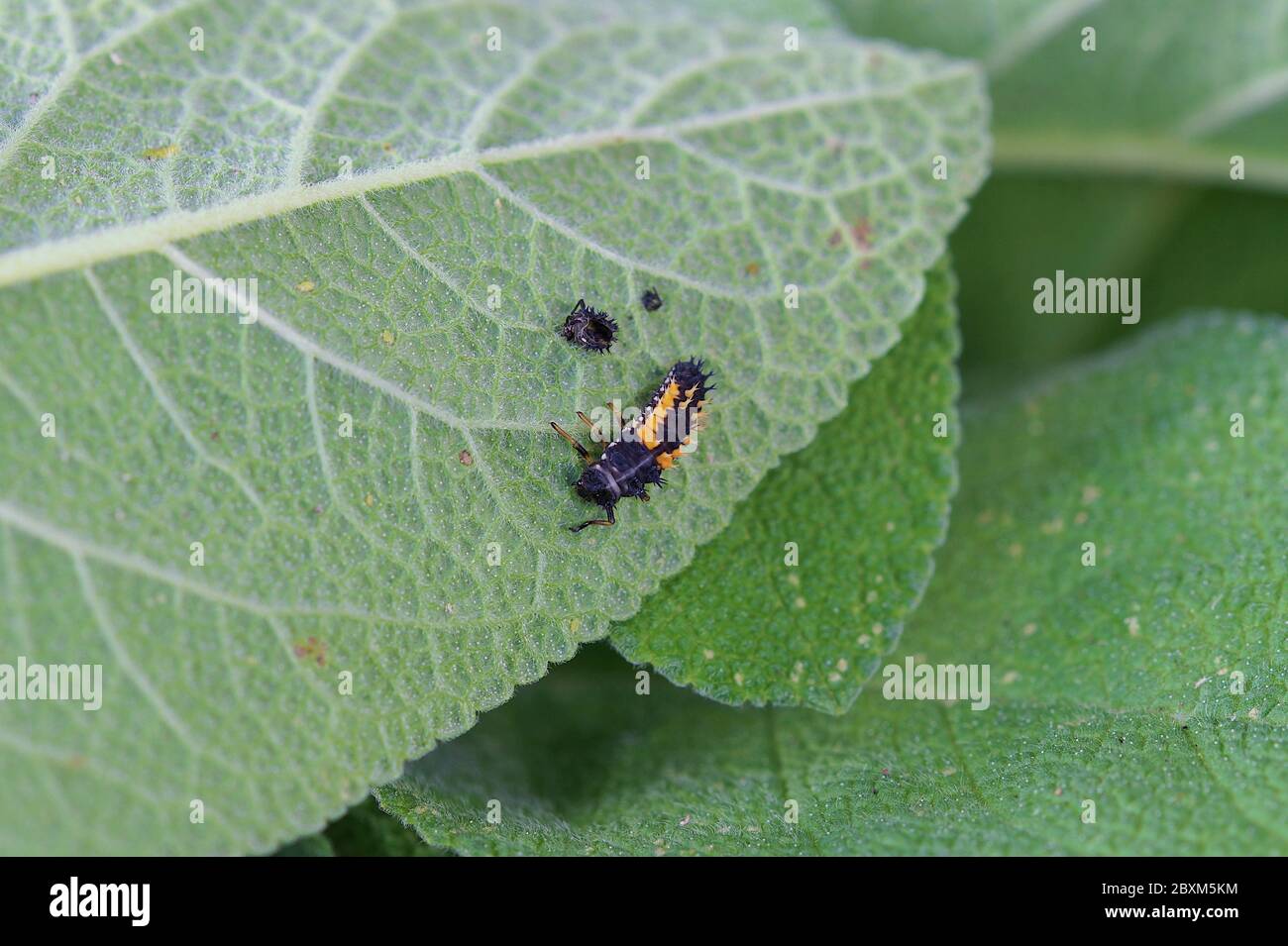 Ladybug Larva Aphids High Resolution Stock Photography and Images - Alamy