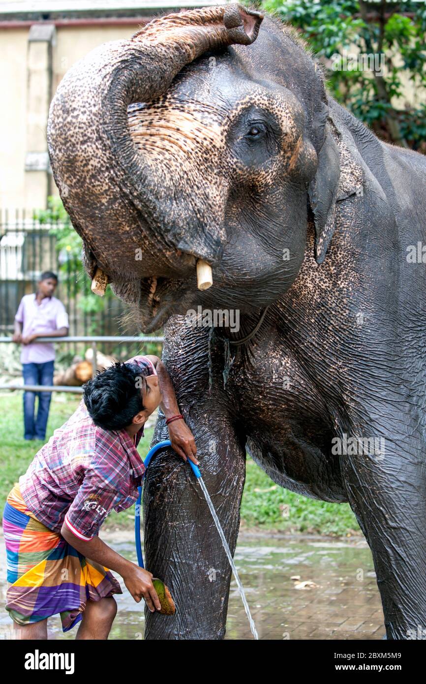A mahout cleans his elephant within the Temple of the Sacred Tooth ...