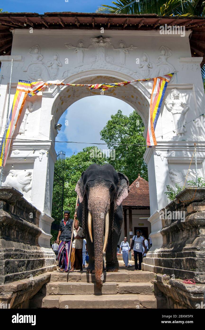 A ceremonial elephant moves through an archway within the Temple of the ...