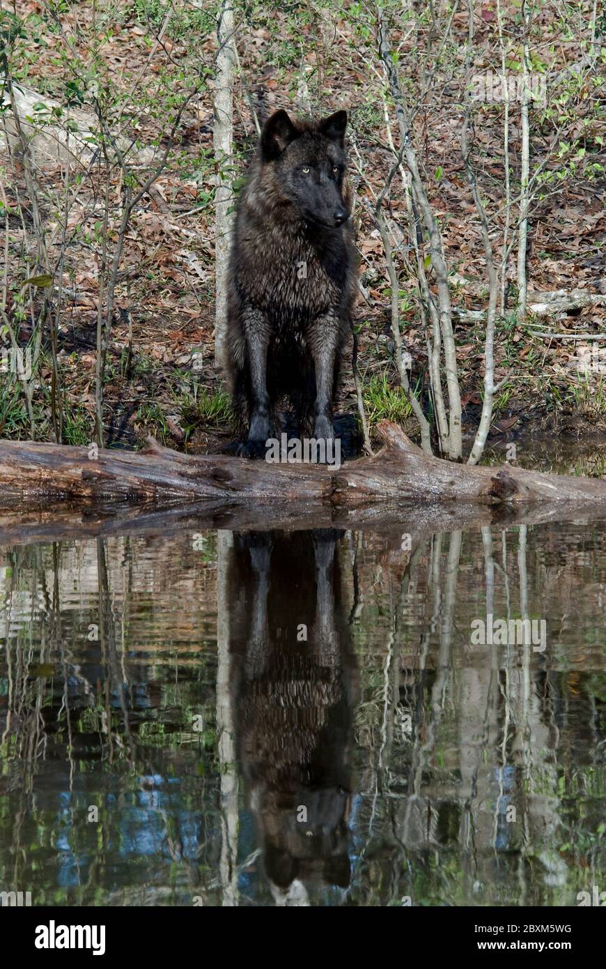 British columbian wolf hi-res stock photography and images - Alamy