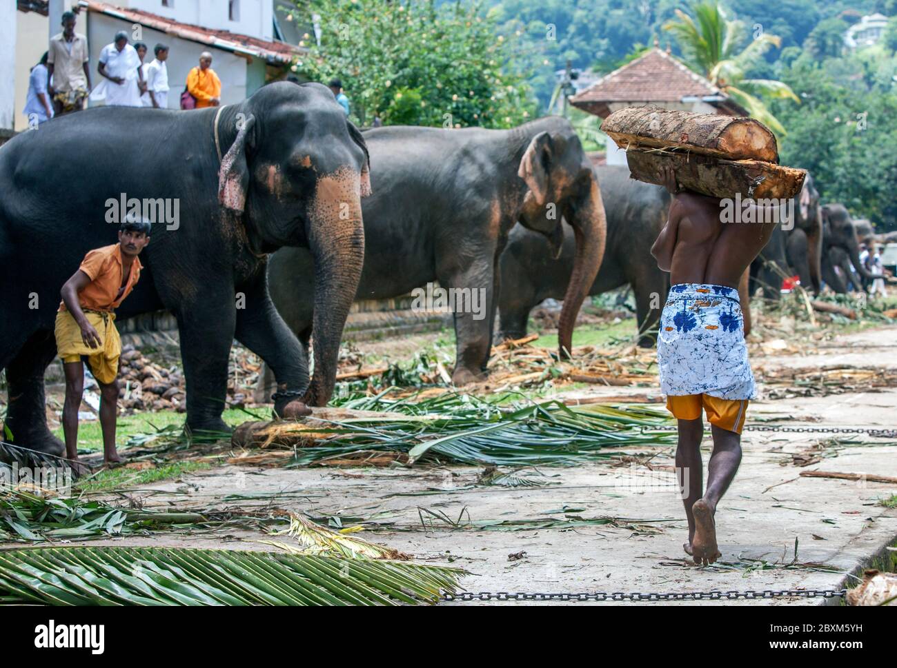 Elephant carrying logs hi-res stock photography and images - Alamy