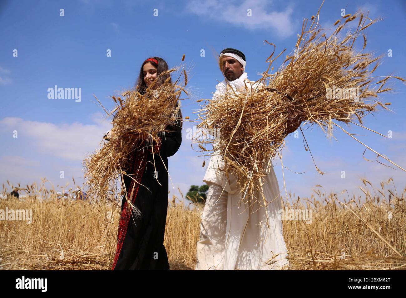 June 6, 2020: Gaza, Palestine. 06 June 2020. Farmers harvest wheat in a ...