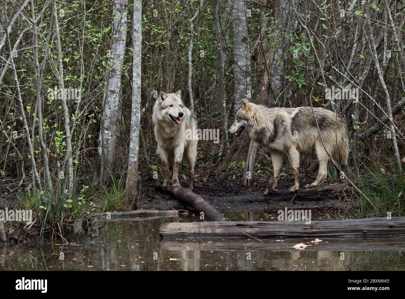 Black wolf standing in winter hi-res stock photography and images - Alamy
