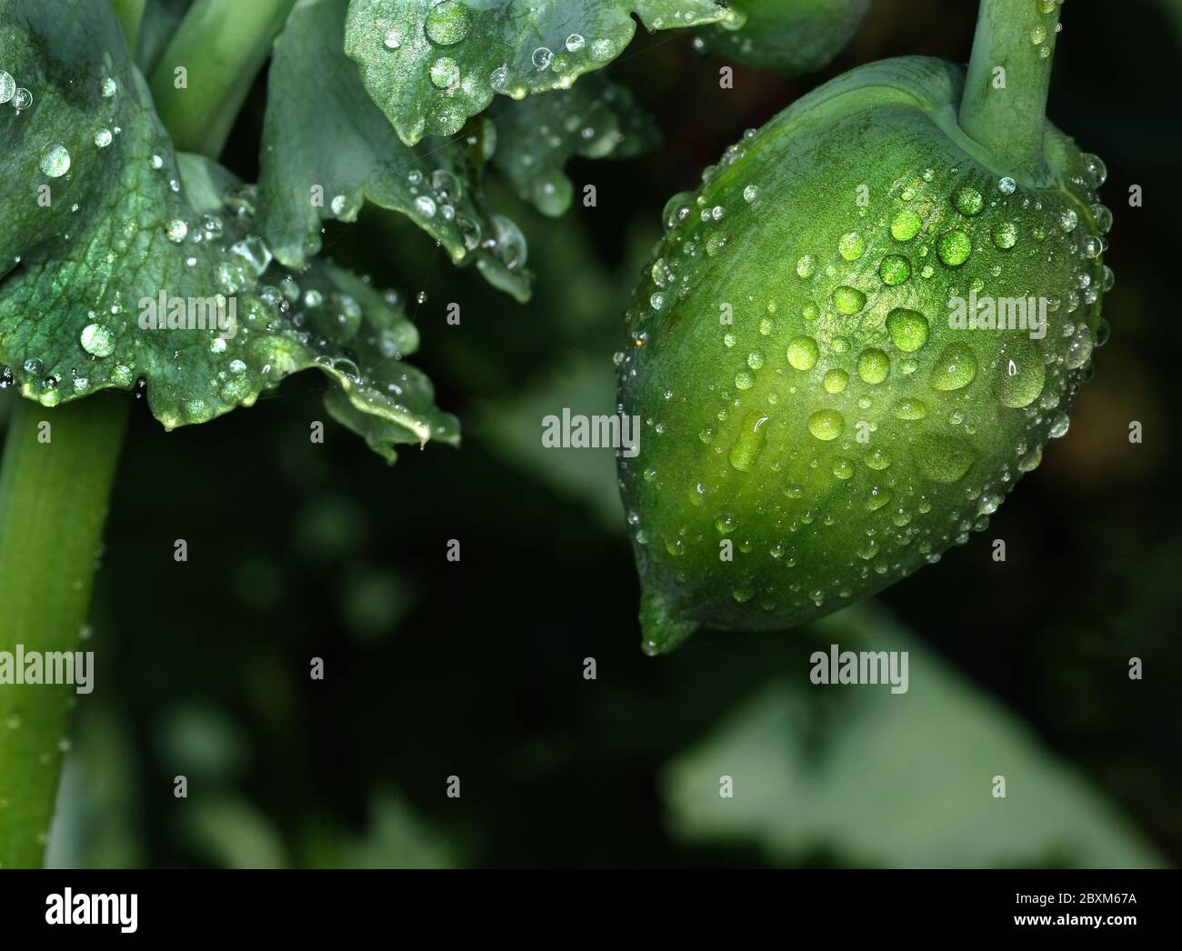 Bud shape flowers hi-res stock photography and images - Alamy